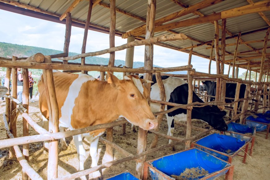 Nyagatare: Aborozi bongereye umukamo kubera kubahiriza ingamba zo ...